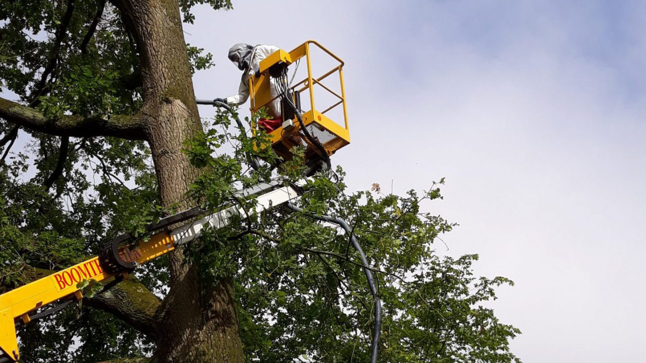 Processierups | Boomtechniek